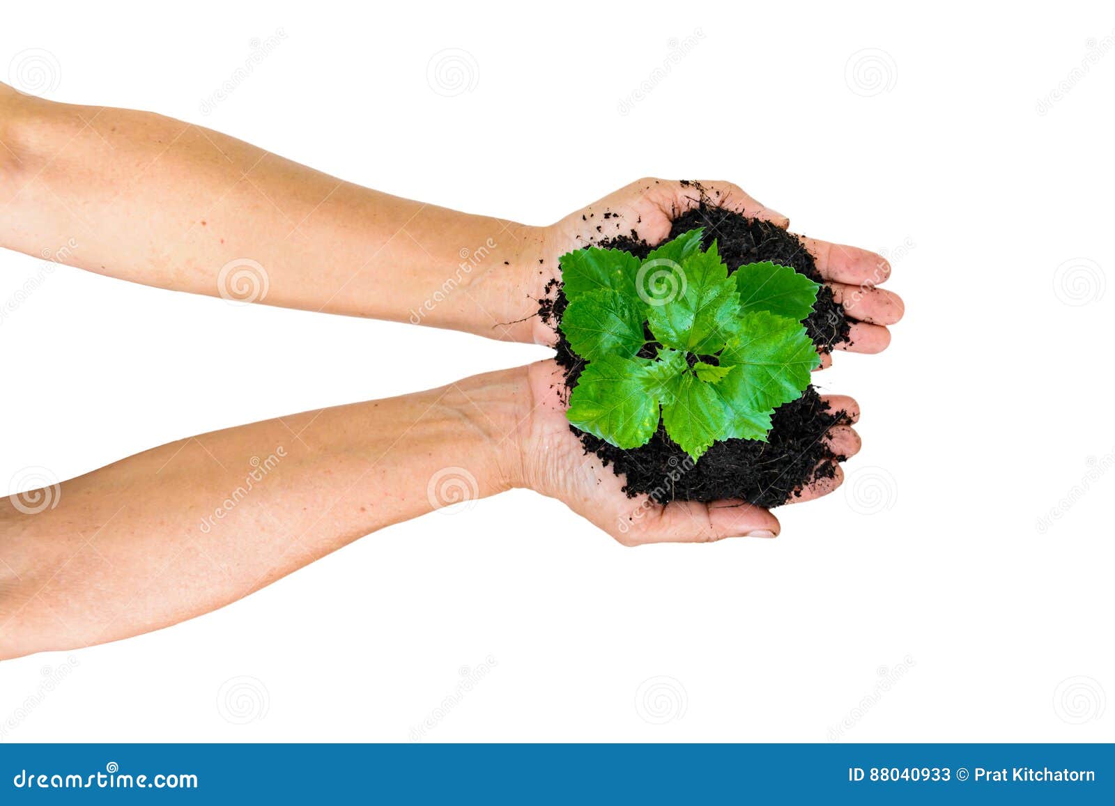 Growth of Trees. Soil and Tree in Hand Isolate Stock Image - Image of ...
