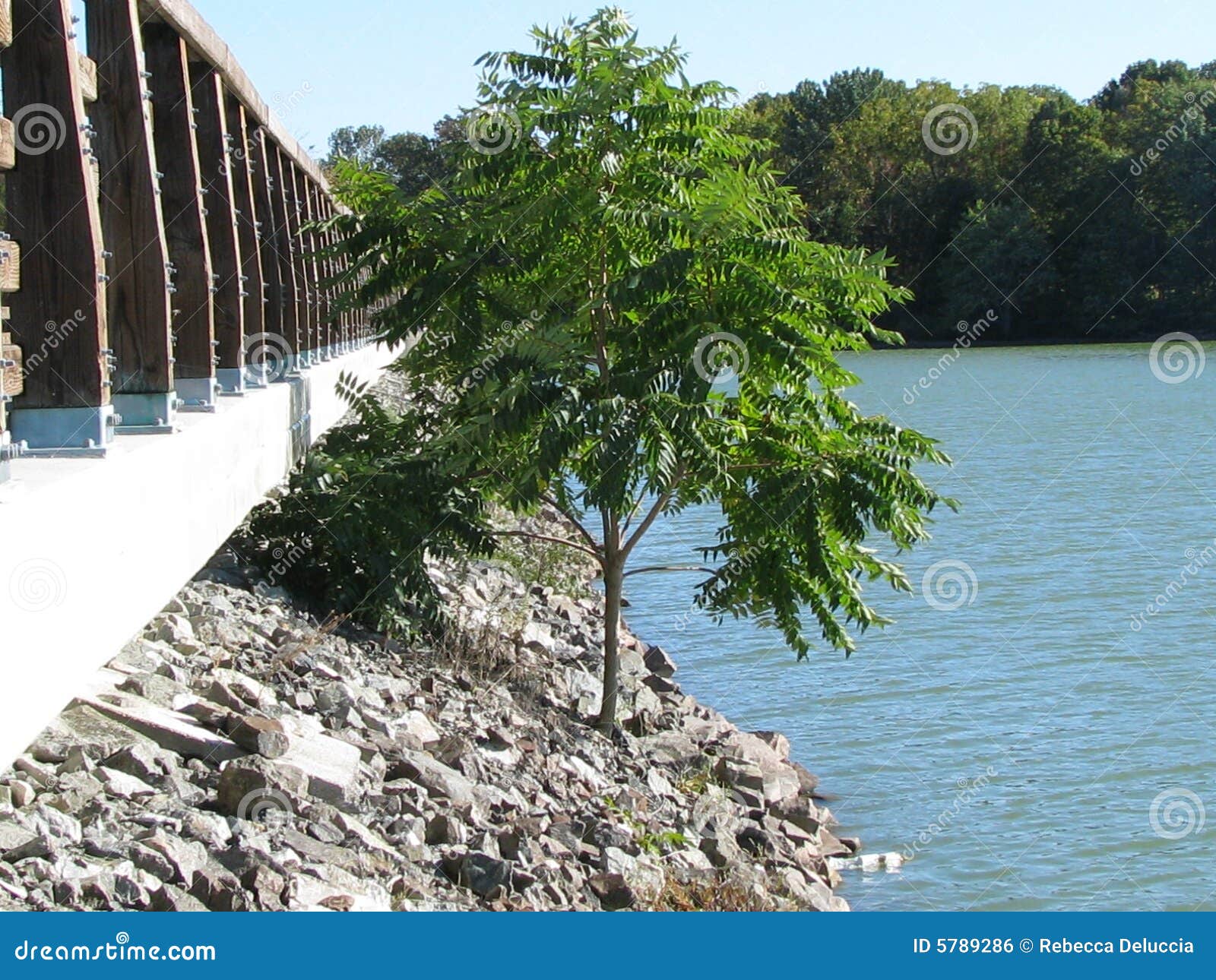 Growth Under Adversity stock photo. Image of conditions - 5789286