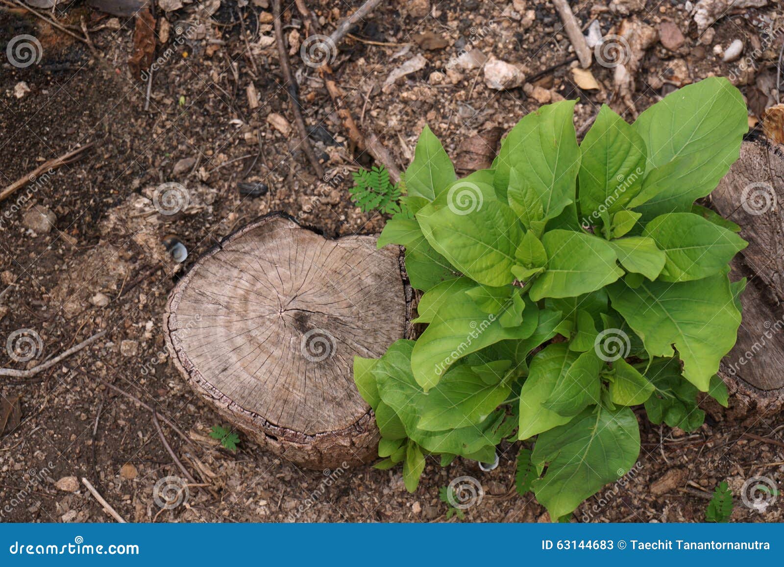 Growth Up of Tree after Cut Off Stock Image - Image of trunk, growth ...