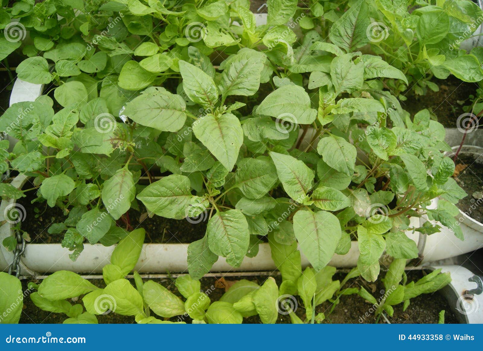 The growth of vegetables stock photo. Image of green - 44933358