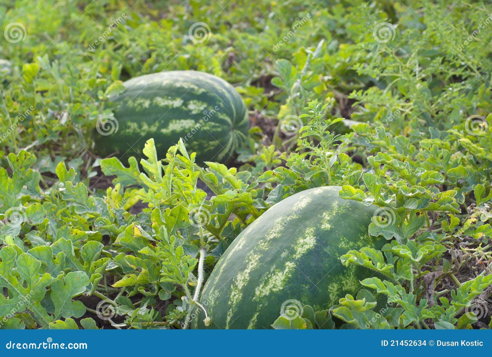 Growth watermelon stock photo. Image of horizontal, healthy - 21452634