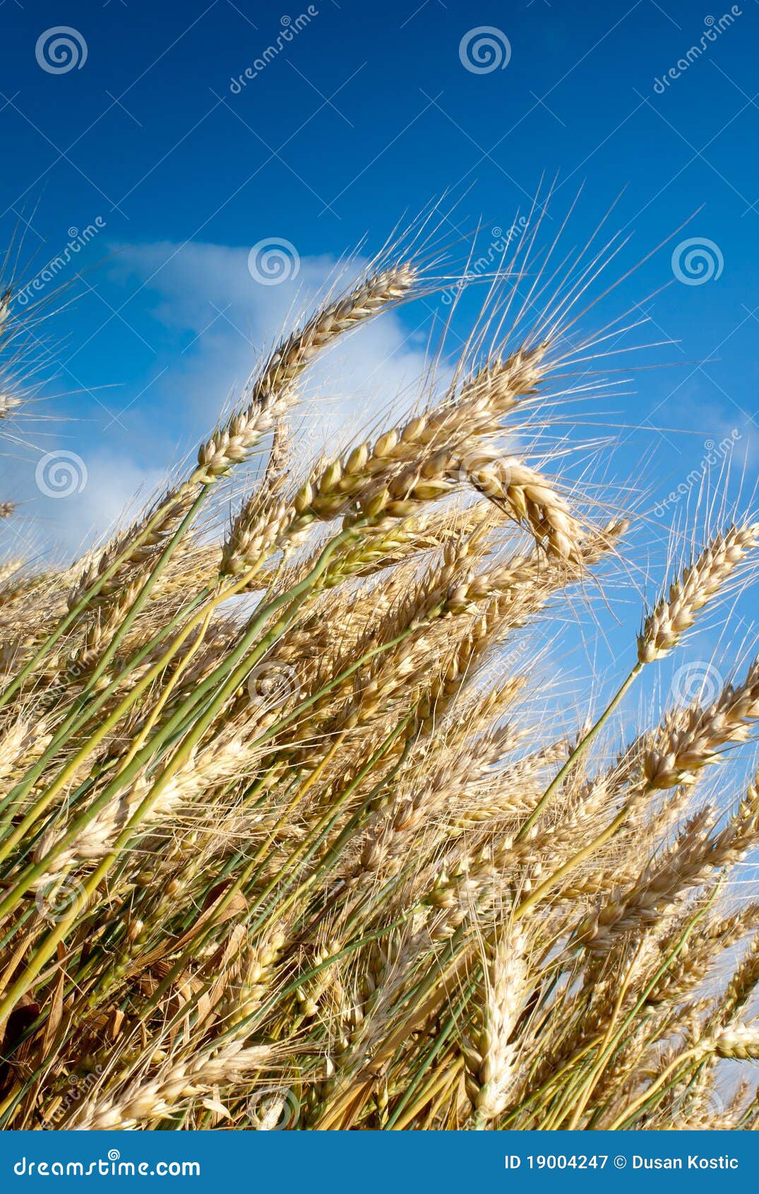 Growth Wheat Stock Photography | CartoonDealer.com #16256492