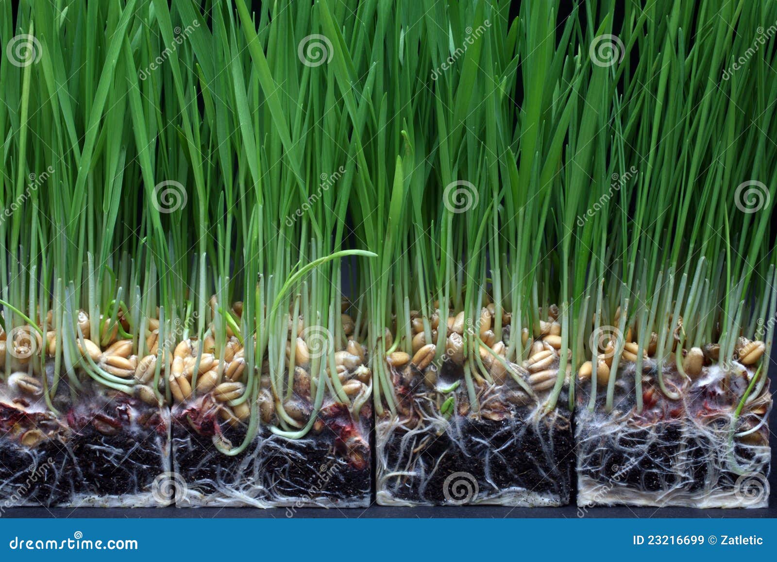 Growth wheat stock image. Image of plant, growth, soil - 23216699