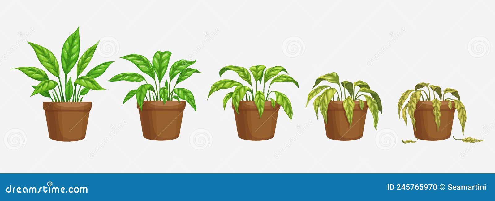 Growth, Wither and Wilt Evolution Phase of Flower Stock Vector ...