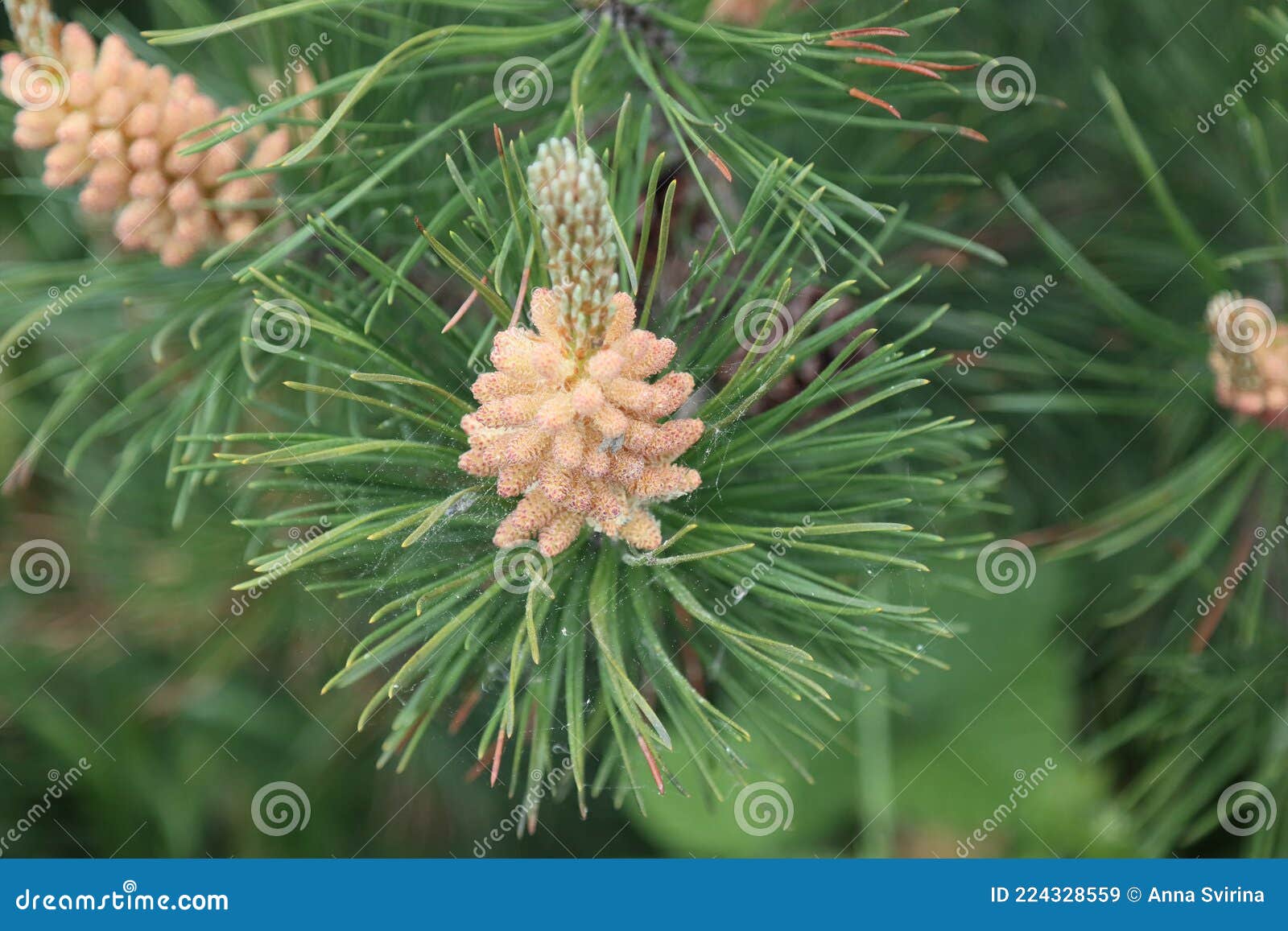 The Growth of Young Shoots of a Spruce Tree Stock Image - Image of ...