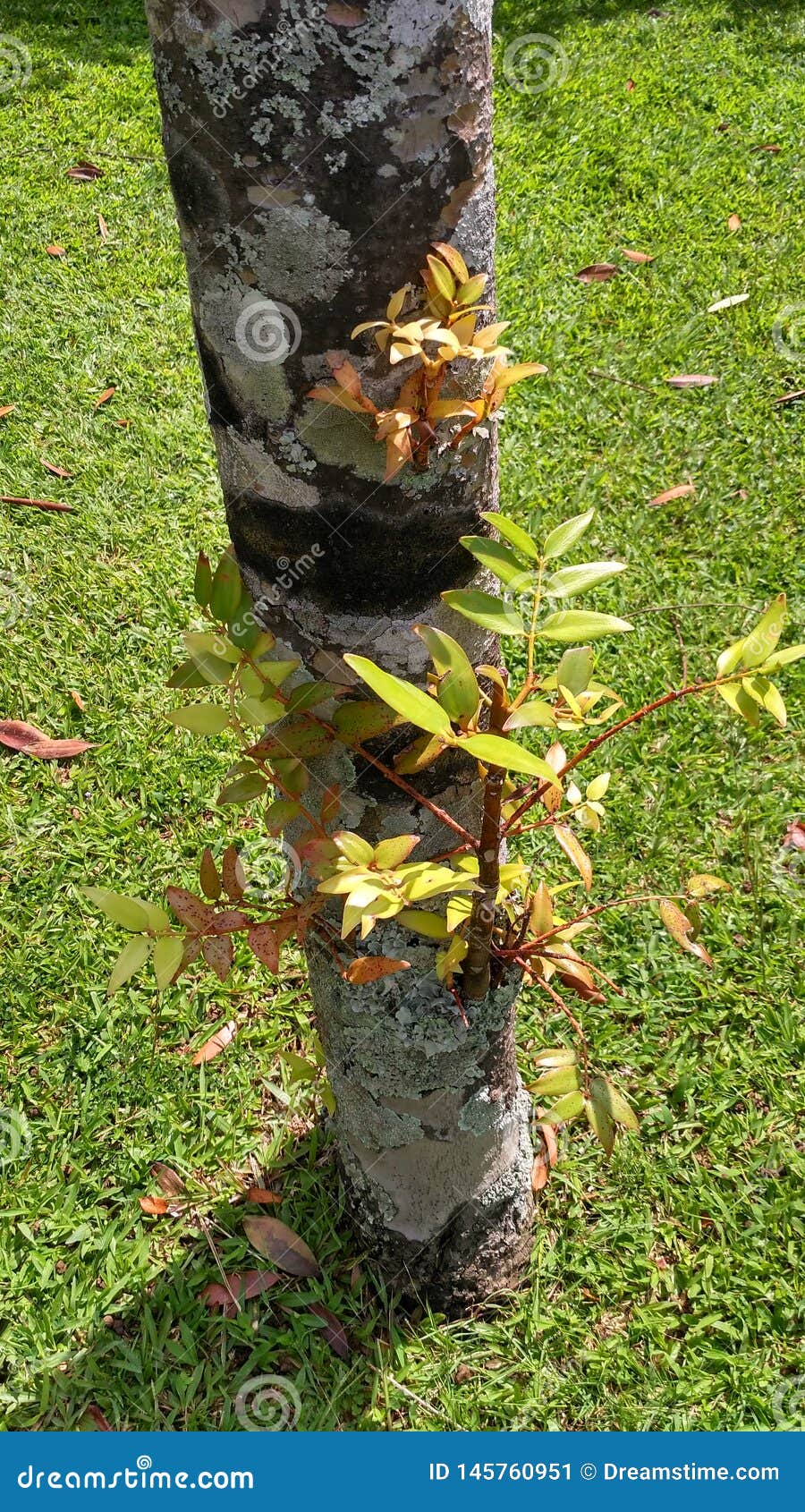 New Shoots on Old Tree Trunks Stock Image - Image of trees, plant ...