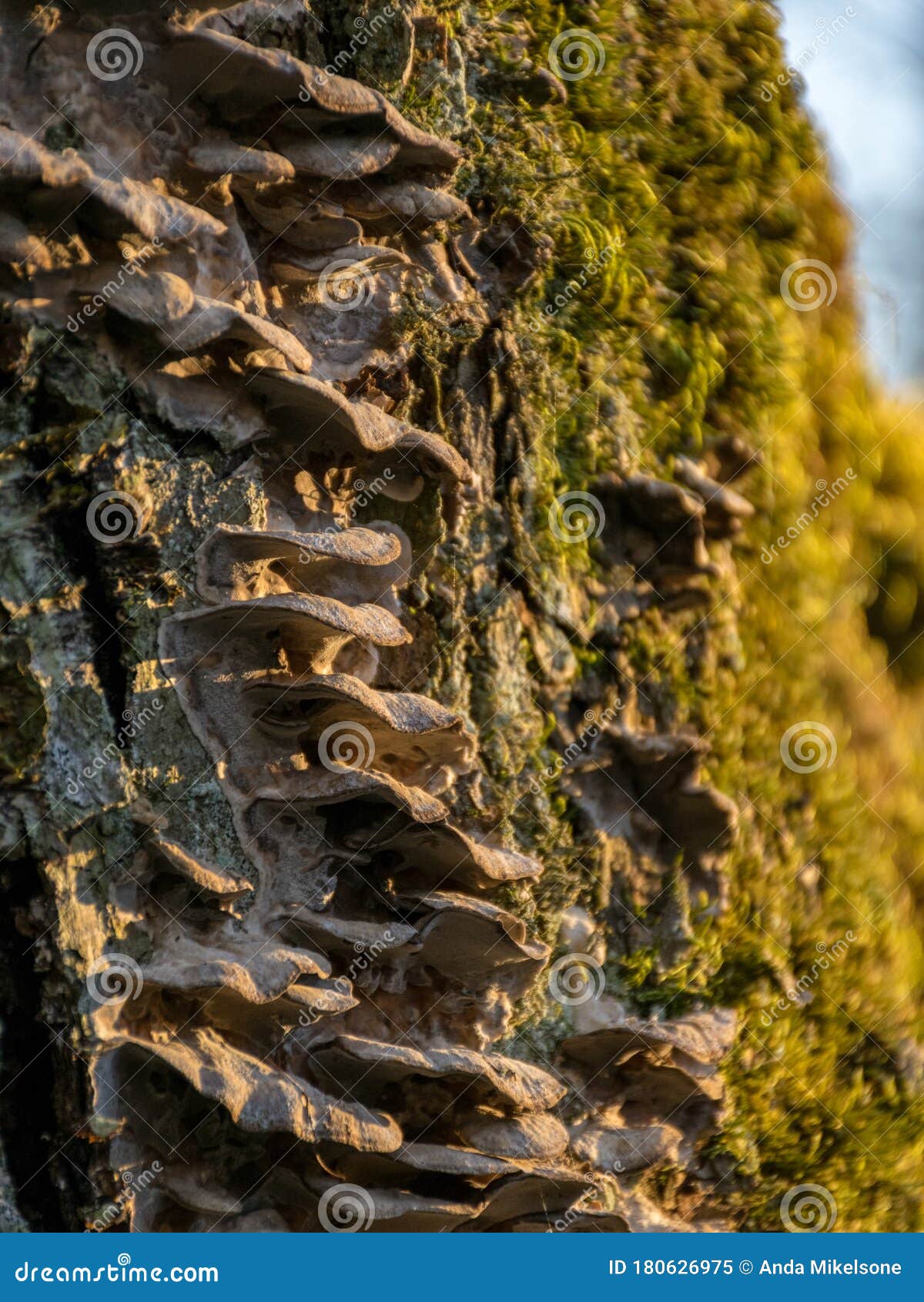 Growths on an Old Tree Trunk Stock Image - Image of growths, desktop ...