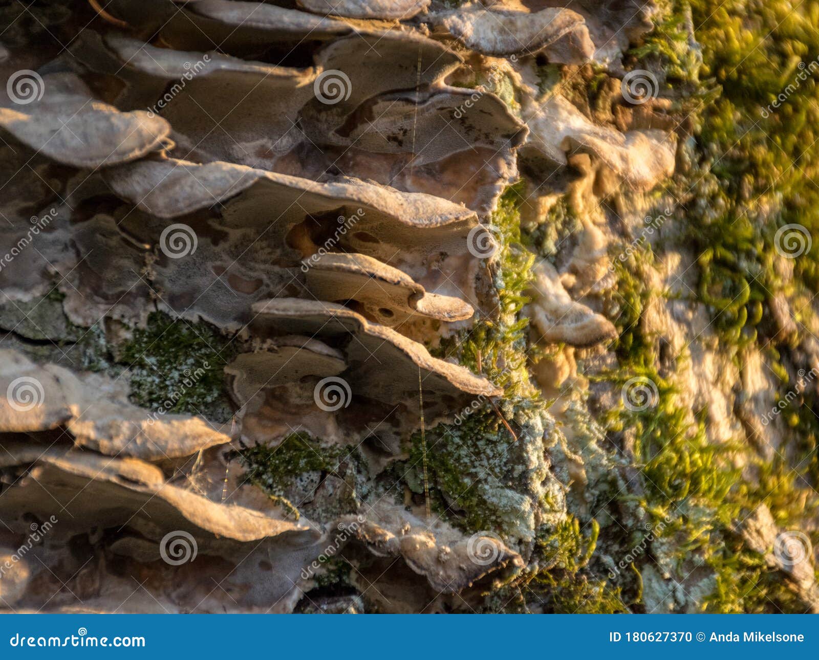 Growths on an Old Tree Trunk Stock Photo - Image of wild, growths ...
