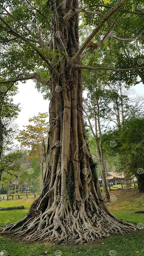 Großer Baum stockfoto. Bild von nave, baum, note, schön - 52516270