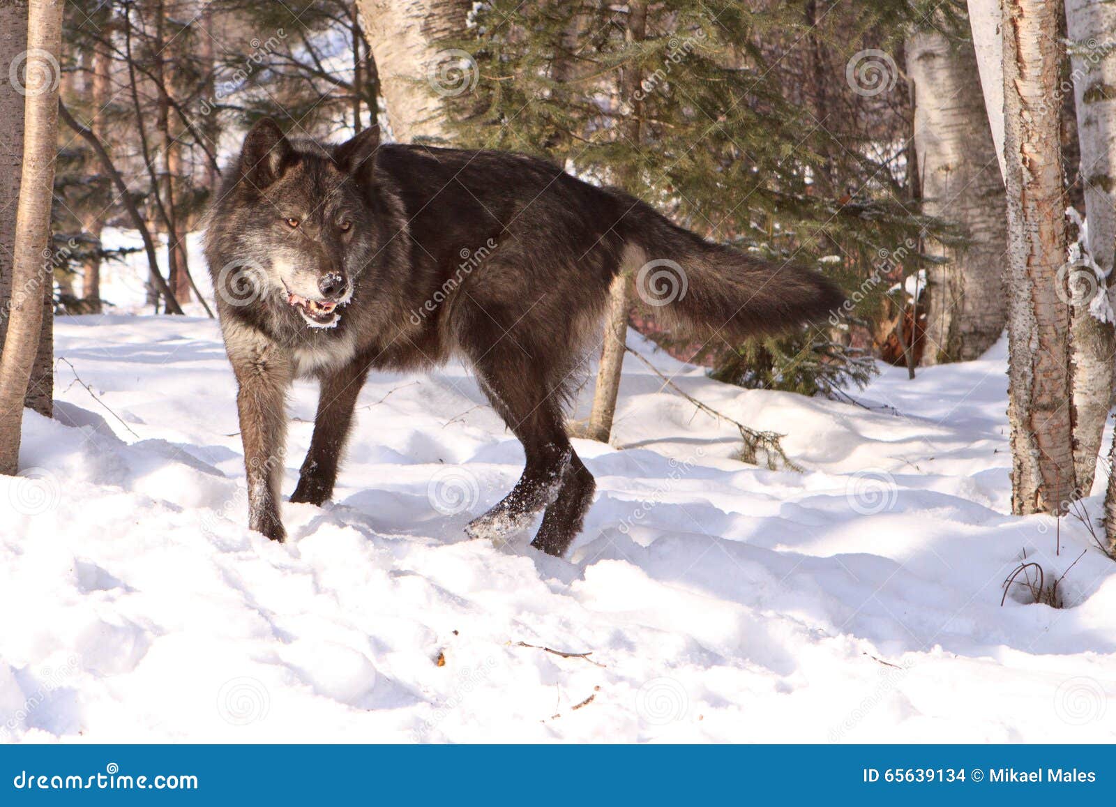 Großer Schwarzer Timberwolf Im Schnee Stockfoto - Bild von opfer, tier: 65639134
