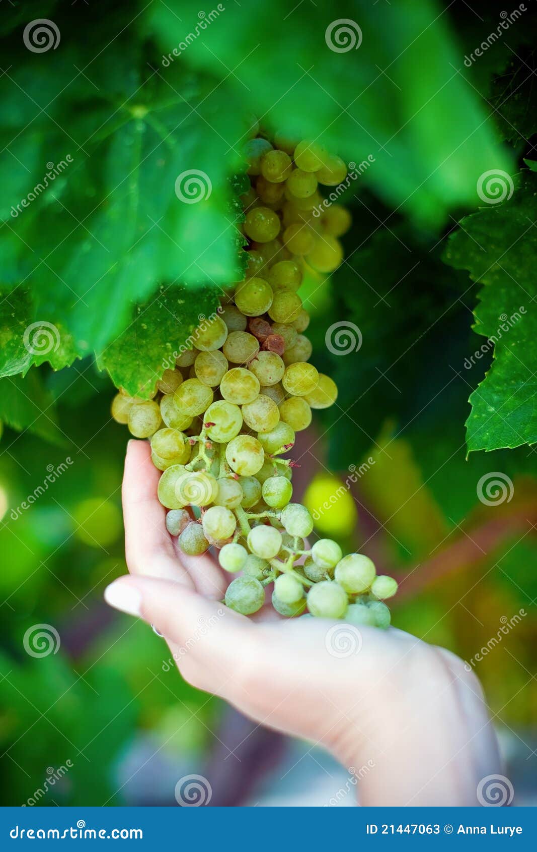 Grrapes in Hand stock image. Image of holding, food, field - 21447063