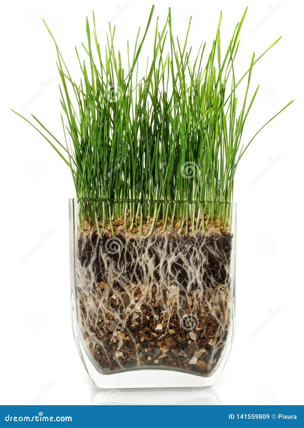 Growing Wheatgrass - Healthy Nutrition Stock Image - Image of healing ...