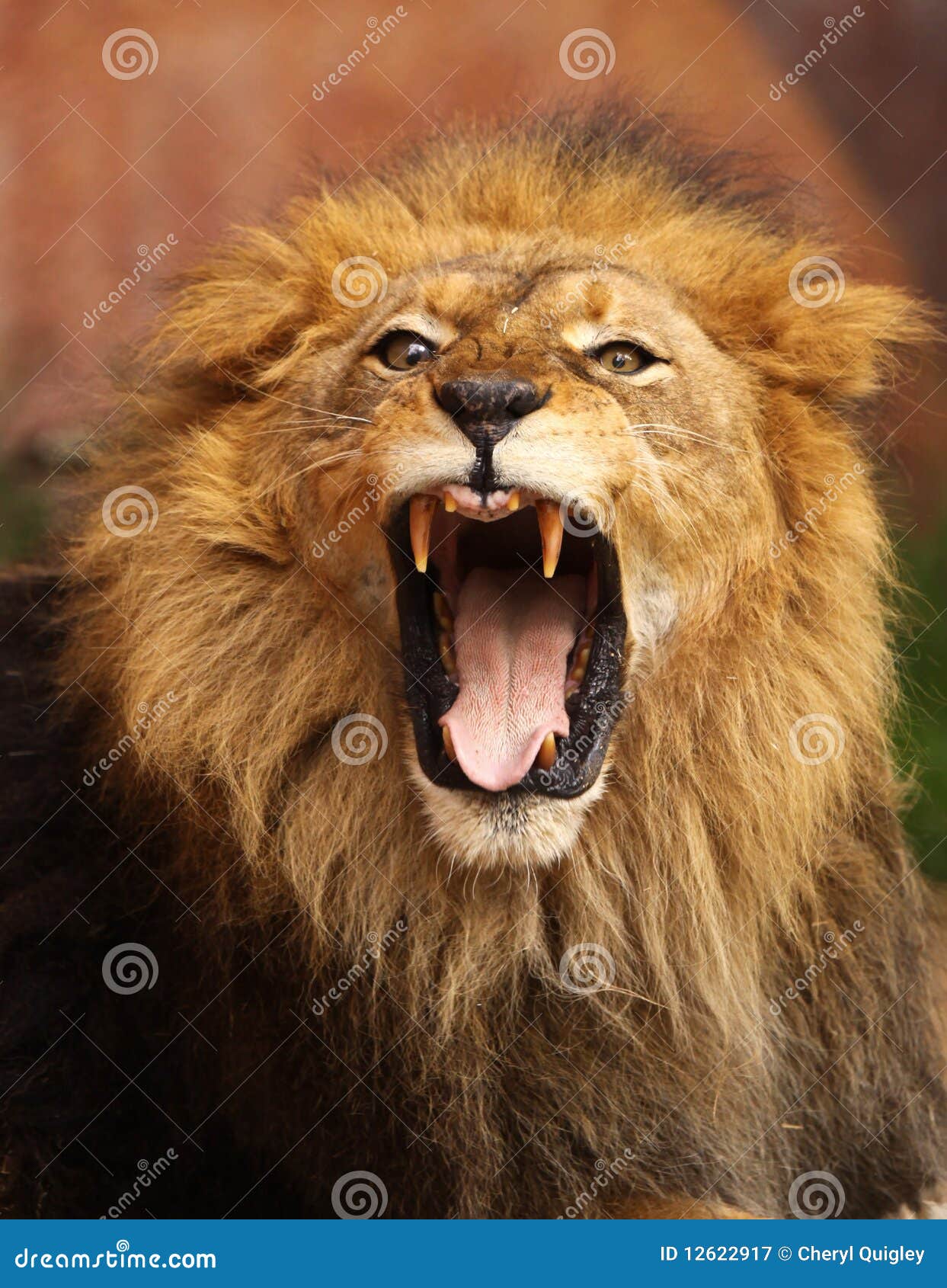 Grrr... stock image. Image of african, wildlife, close - 12622917