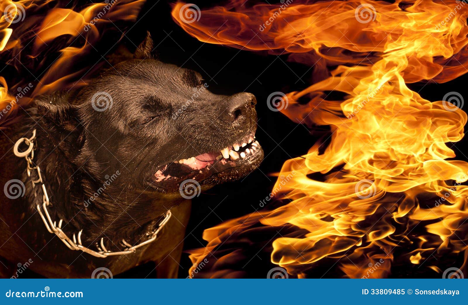 imágenes comunes del Del En Llamas Perro - los derechos de la ...