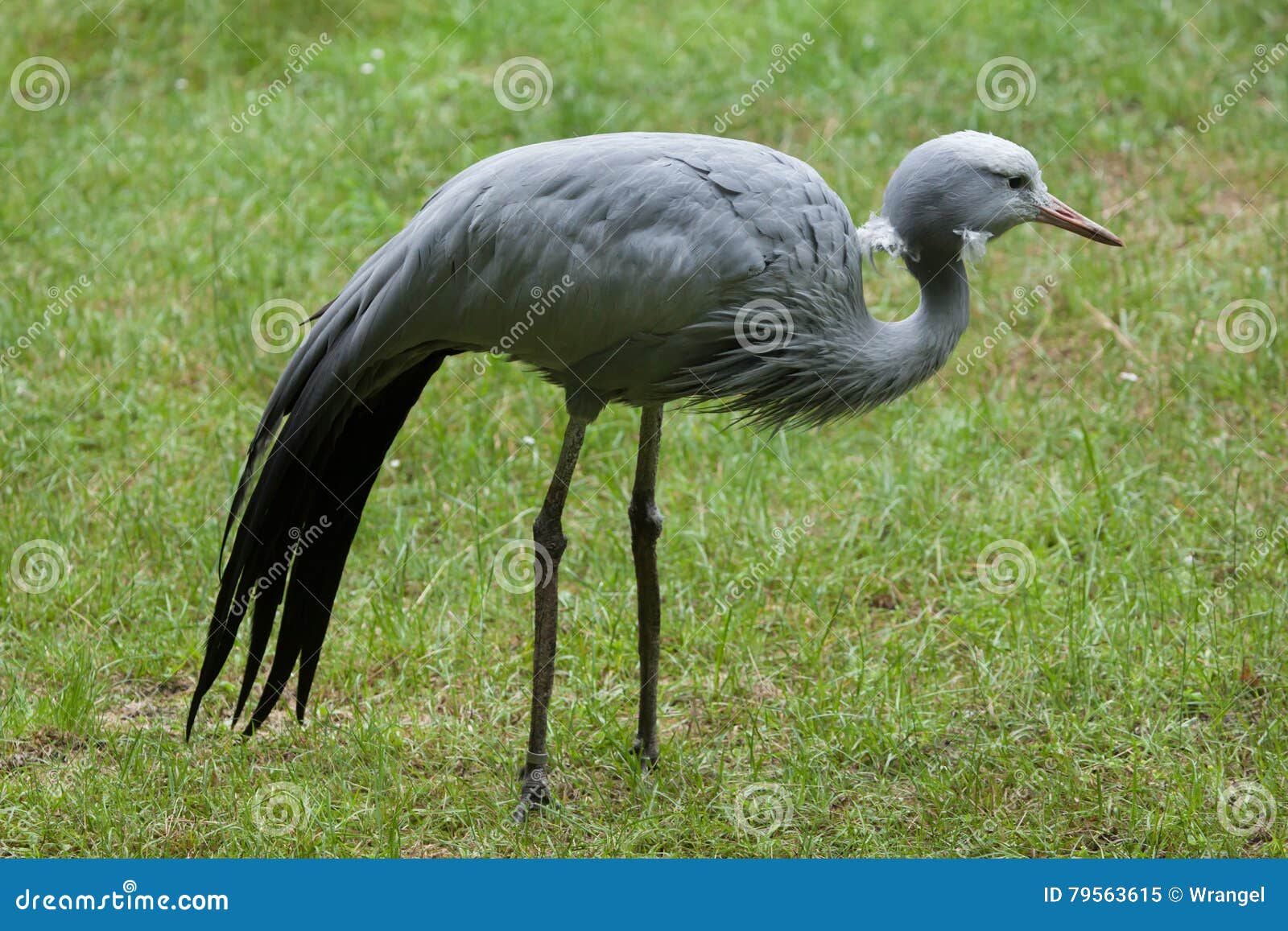 Gru Blu & X28; Paradisea& X29 Di Gru; Immagine Stock - Immagine di ...