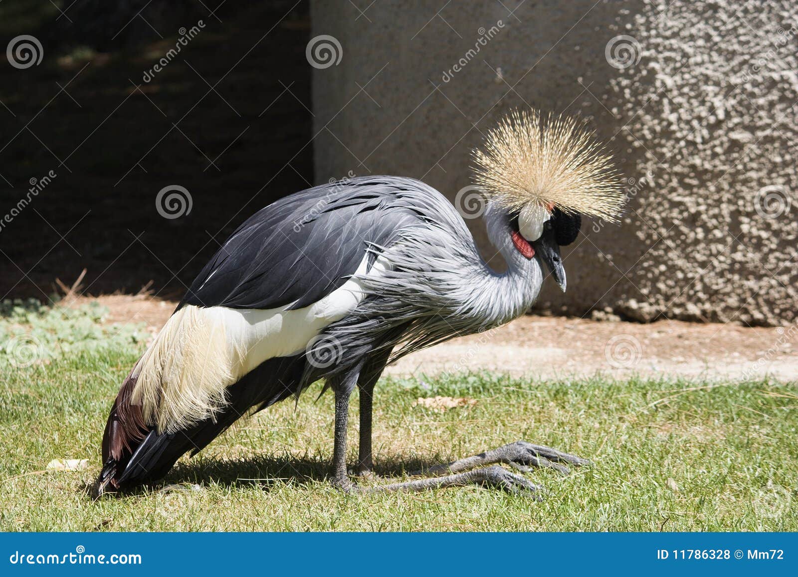 Gru Coronata 01 stock photo. Image of water, crane, gray - 11786328