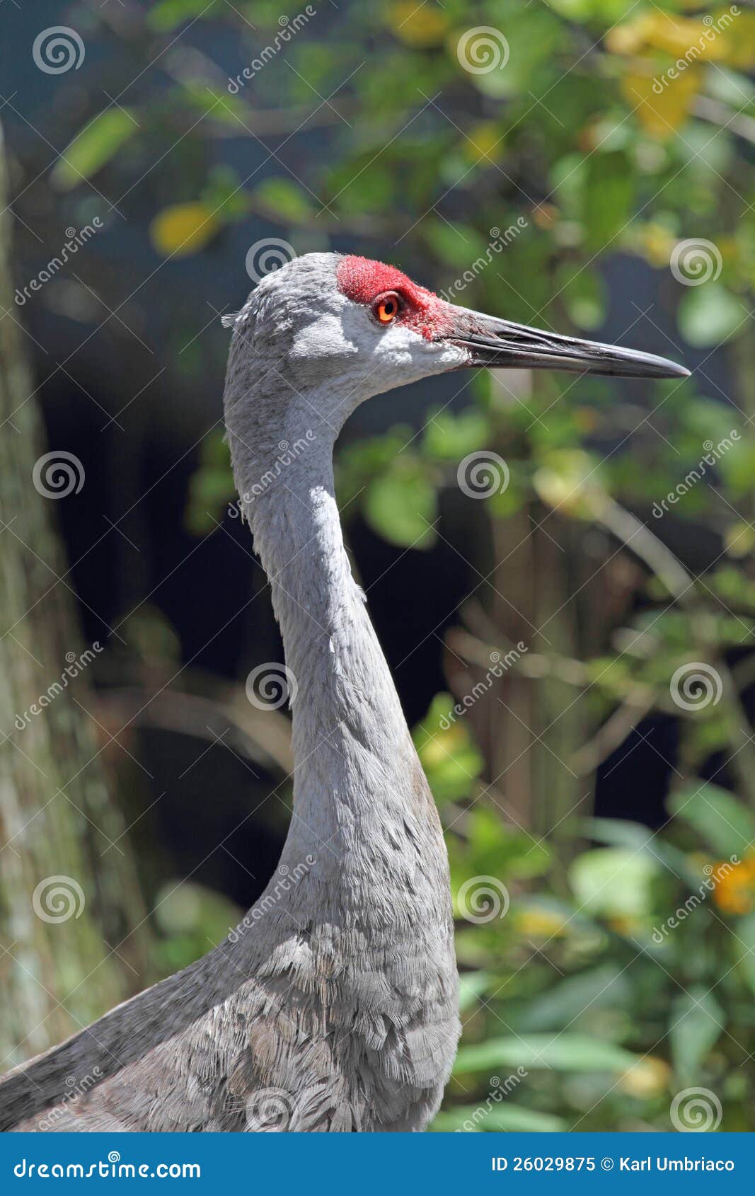 Gru del Canada immagine stock. Immagine di animale, canada - 26029875