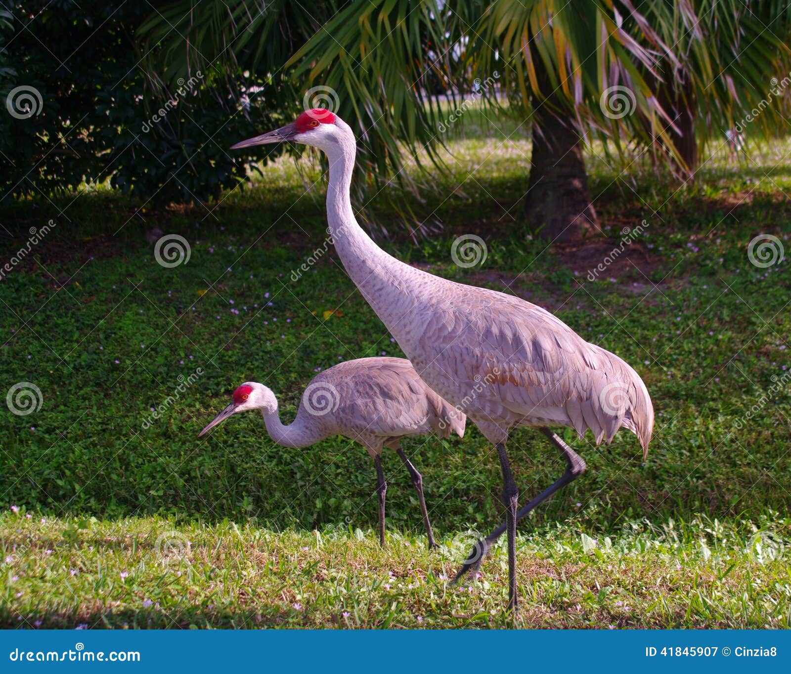 Gru di Sandhill immagine stock. Immagine di animale, america - 41845907