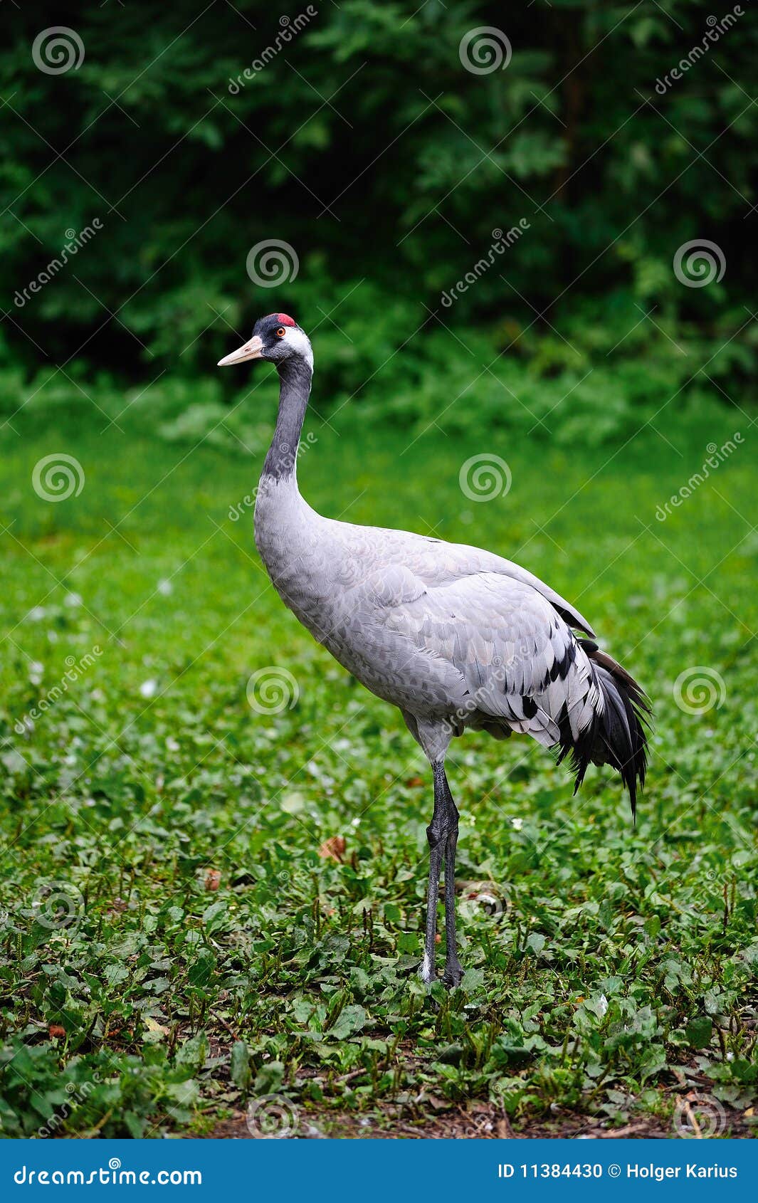 Gru Euroasiatica (grus Del Grus) Fotografia Stock - Immagine di sfondo ...