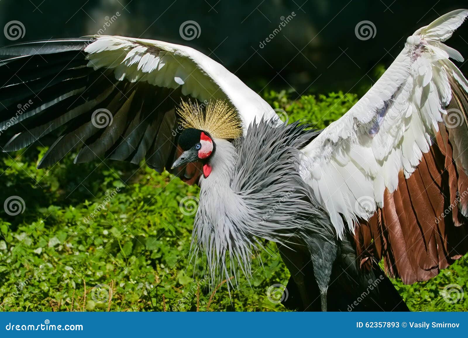 Gru incoronata grigia immagine stock. Immagine di faccia - 62357893