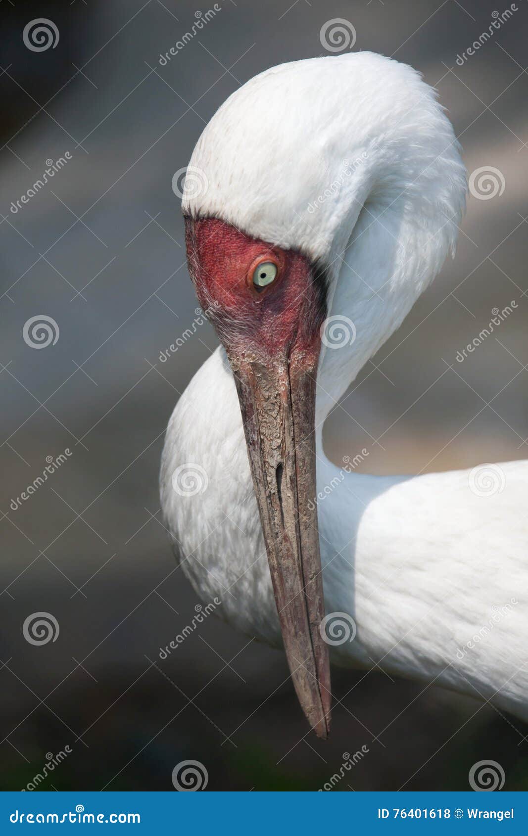 Gru Siberiana & X28; Leucogeranus& X29 Di Gru; Fotografia Stock ...