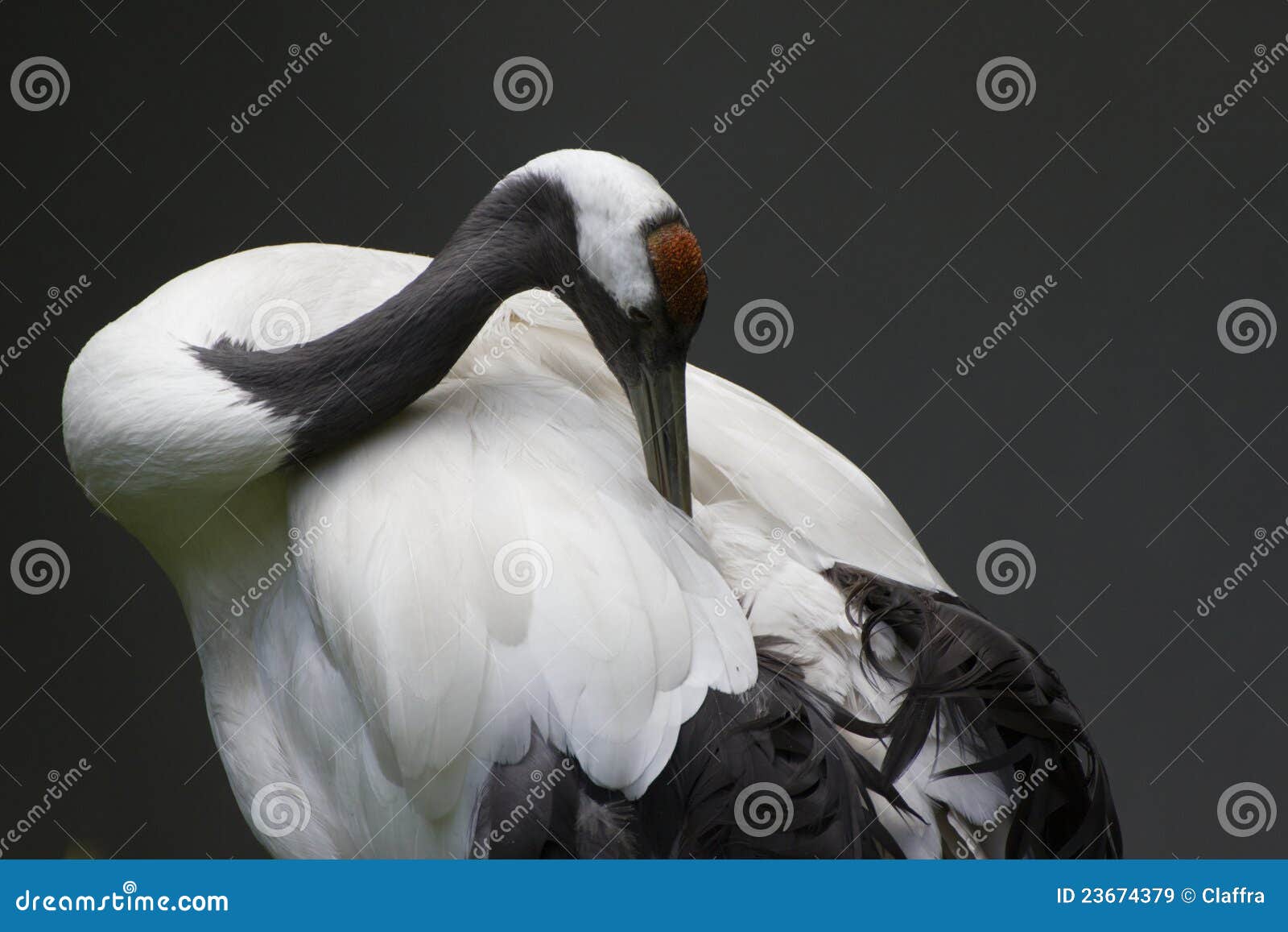 Gru-uccello mancese immagine stock. Immagine di pulito - 23674379