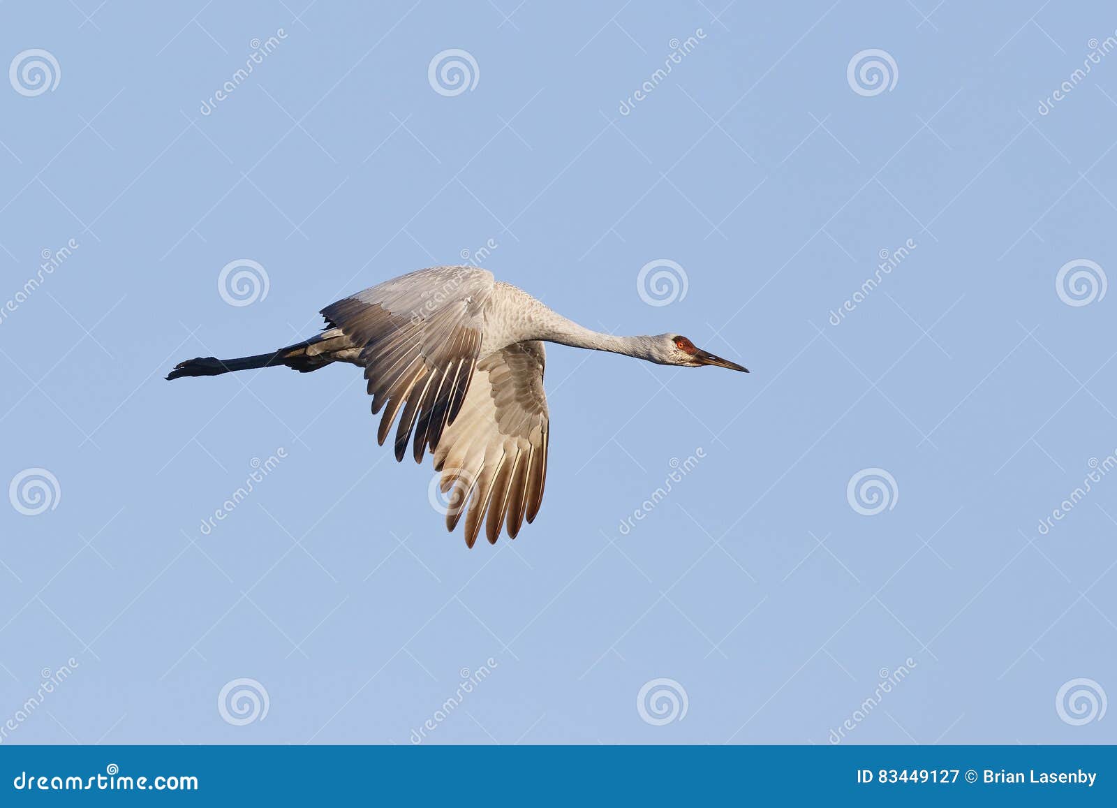Gru in Volo - Gainesville, Florida Di Sandhill Immagine Stock ...