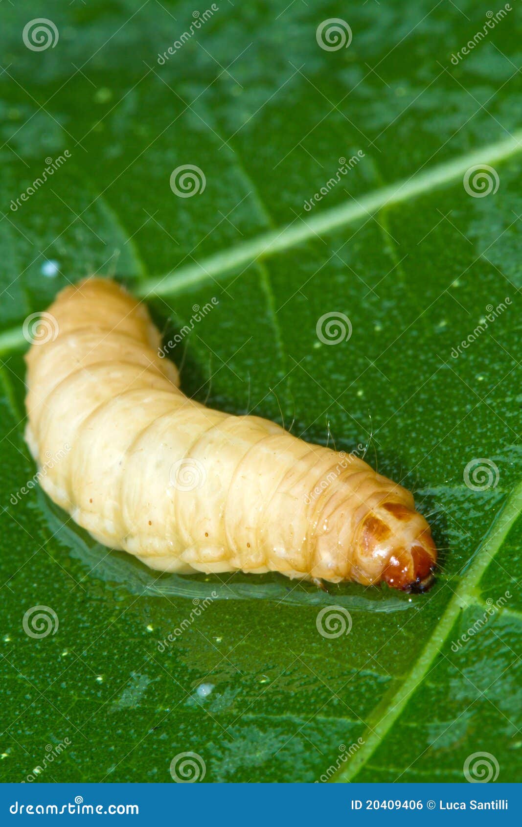 Grub stock photo. Image of water, purple, fishing, macro - 20409406