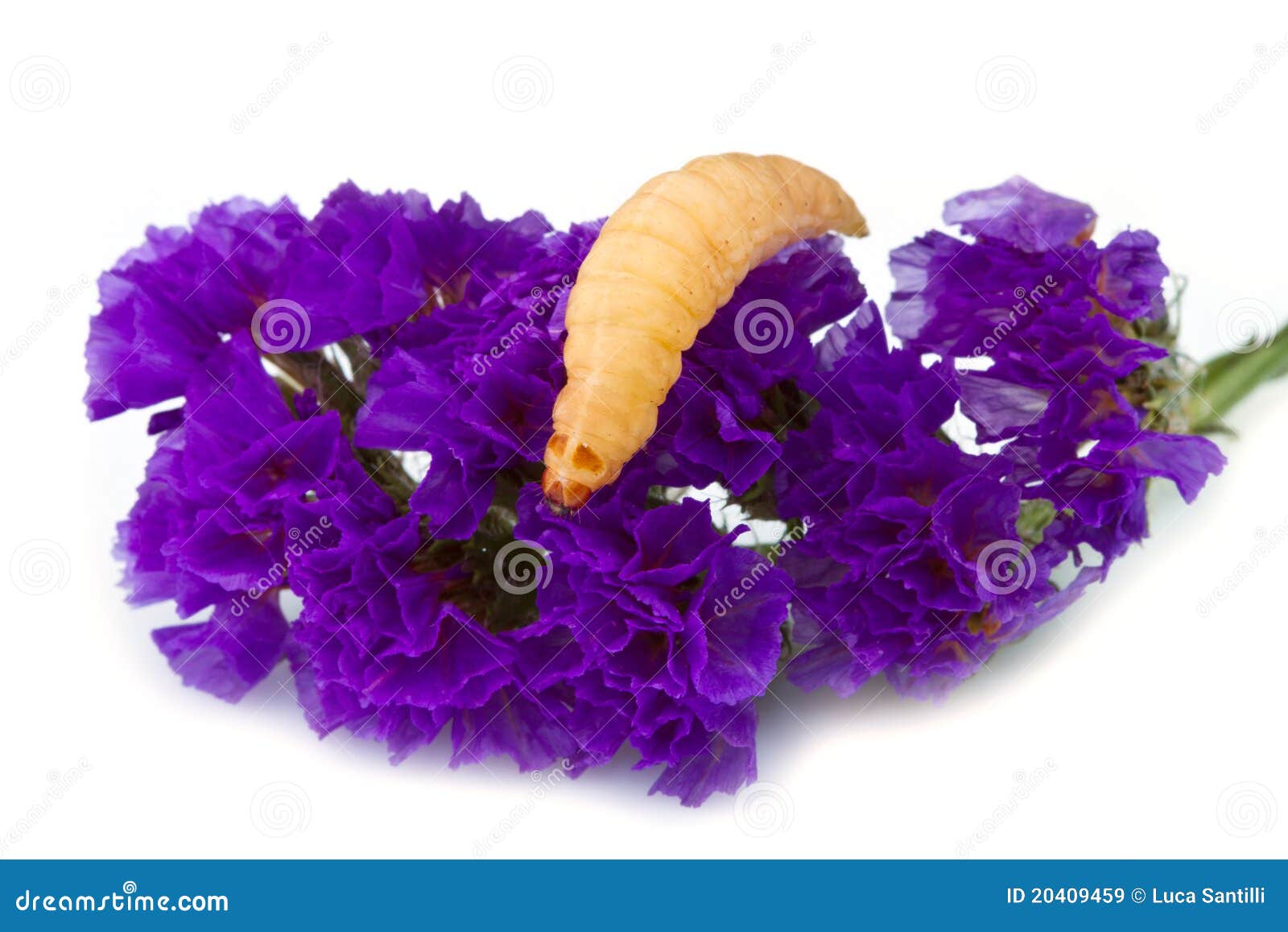 Grub stock image. Image of beetle, larva, curve, flower - 20409459