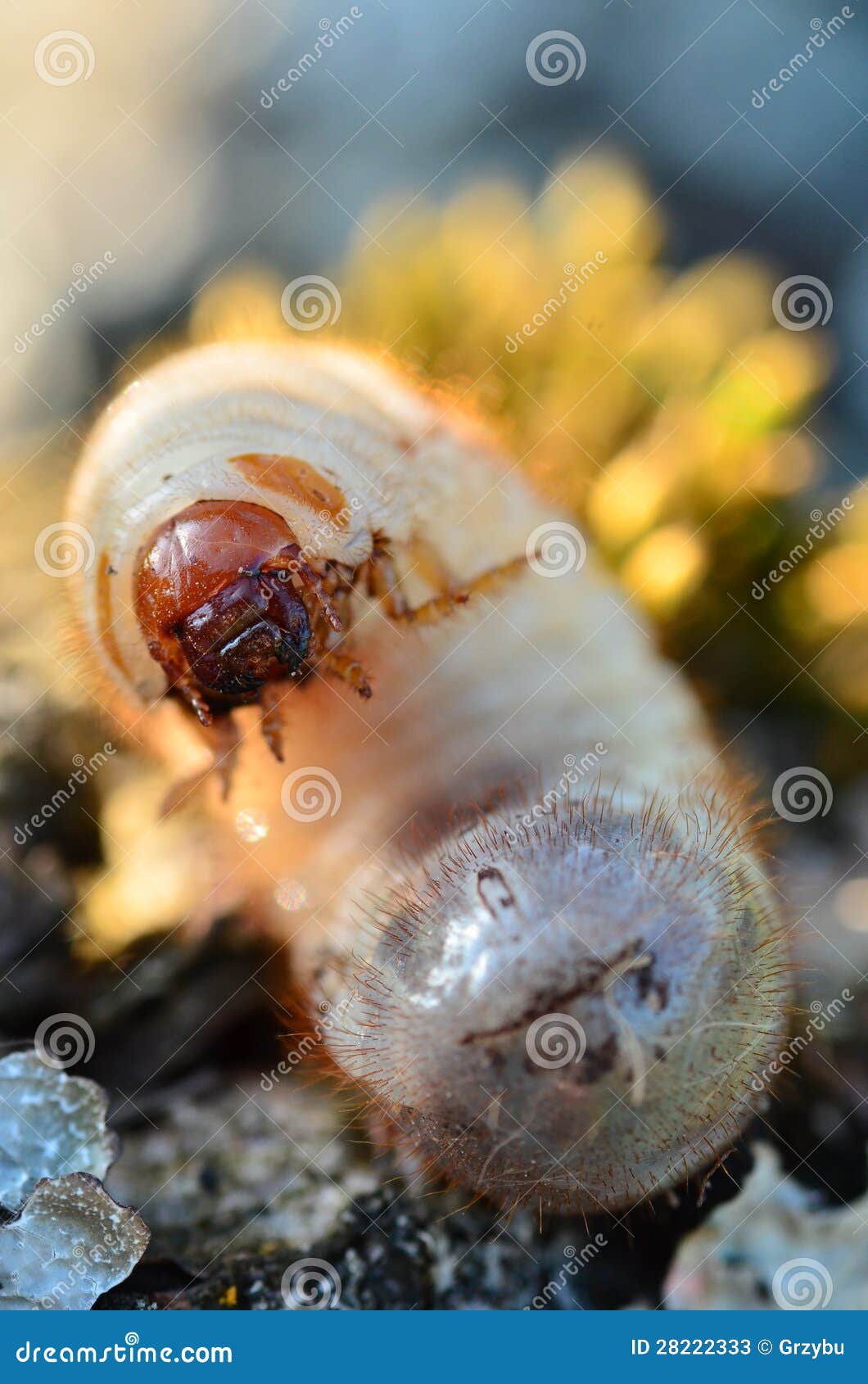 Grub stock image. Image of garden, macro, animal, grub - 28222333