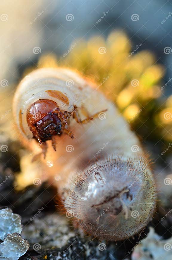 Grub stock image. Image of garden, macro, animal, grub - 28222333