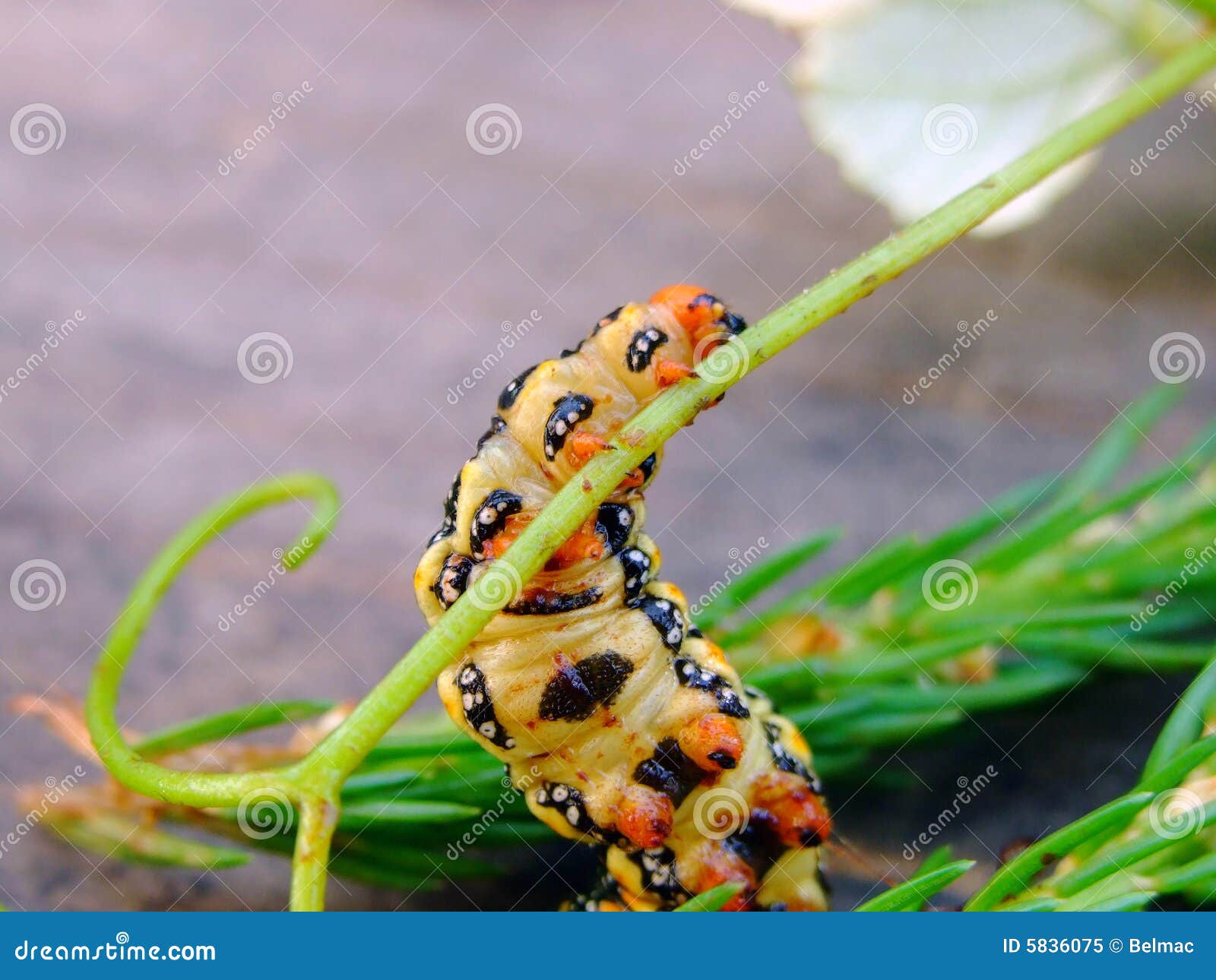 Grub Picture. Image: 5836075