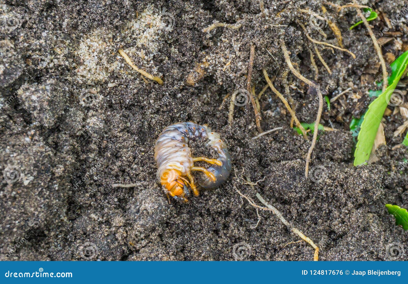 Grub Larva in the Sand of the Garden Macro Half Close Up Stock Photo ...