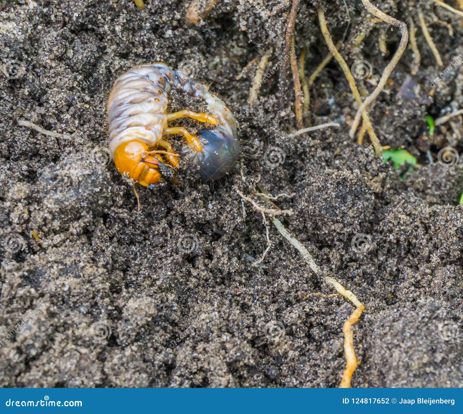 Grub Larva in the Sand of the Garden Macro Super Close Up Stock Photo ...