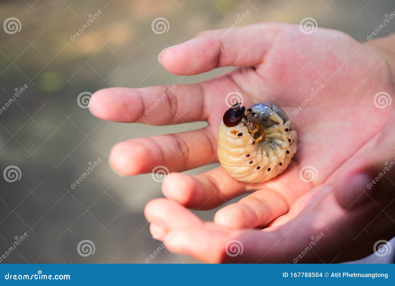 The grub worm is on hand stock photo. Image of immature - 167788504