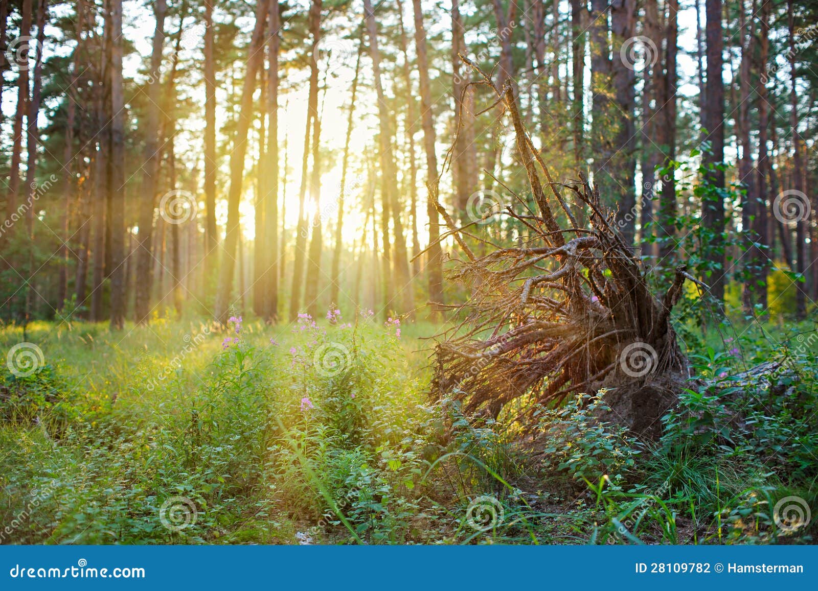 Grubbed Stump in Pine Forest on Sunrise Stock Photo - Image of grass ...