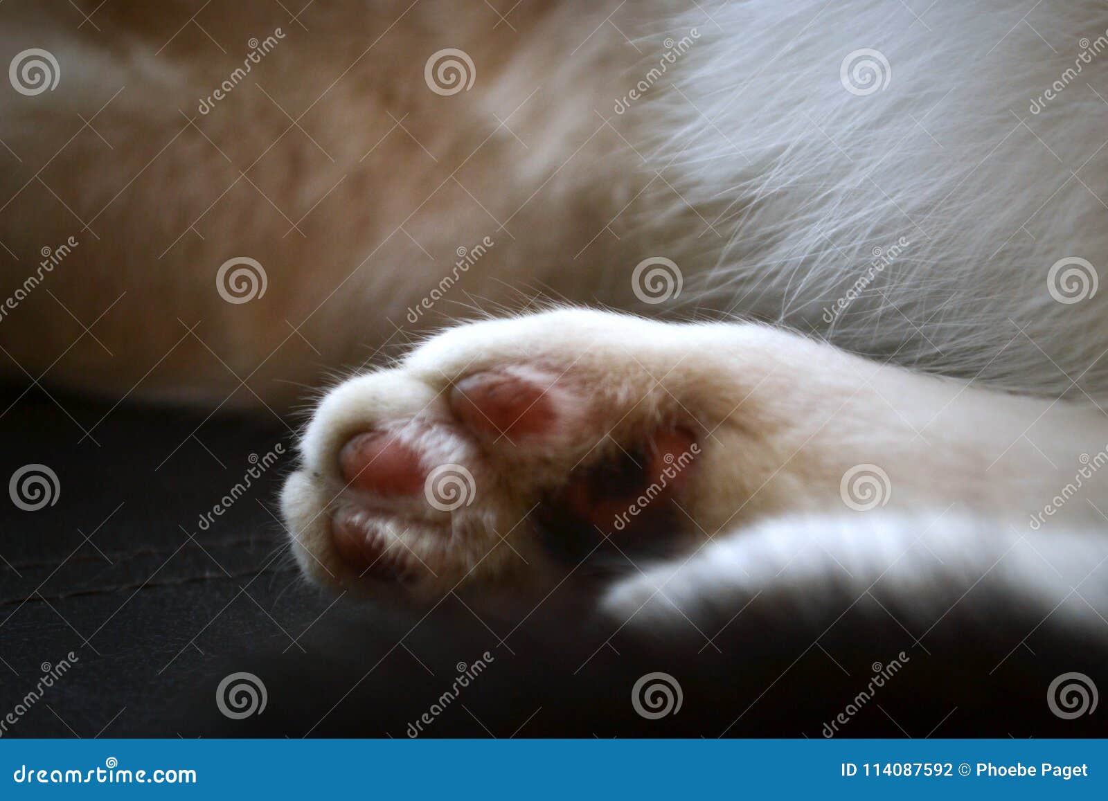 Grubby Fluffy Paw Stock Photos - Free & Royalty-Free Stock Photos from ...