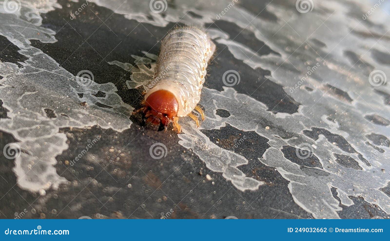 Grubs face close up stock photo. Image of fish, sand - 249032662