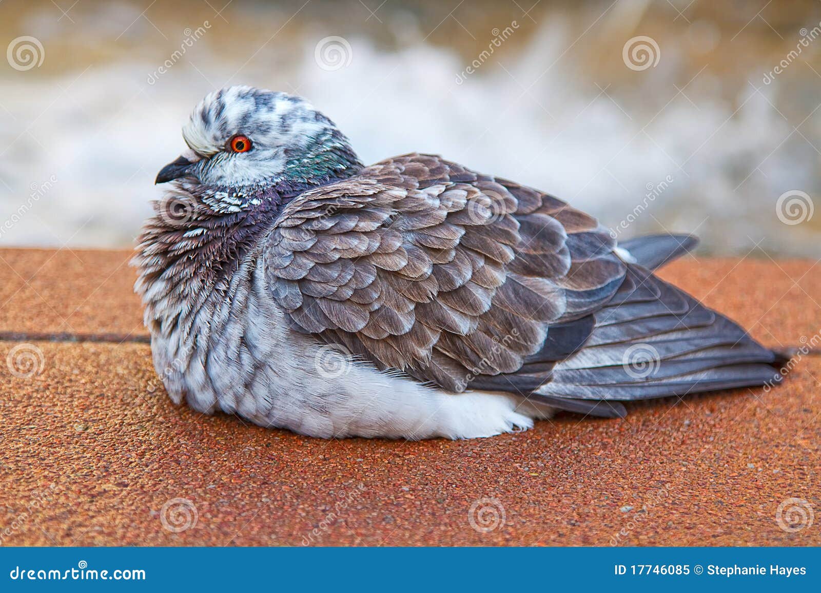 Gruby gołąb obraz stock. Obraz złożonej z ptak - 17746085