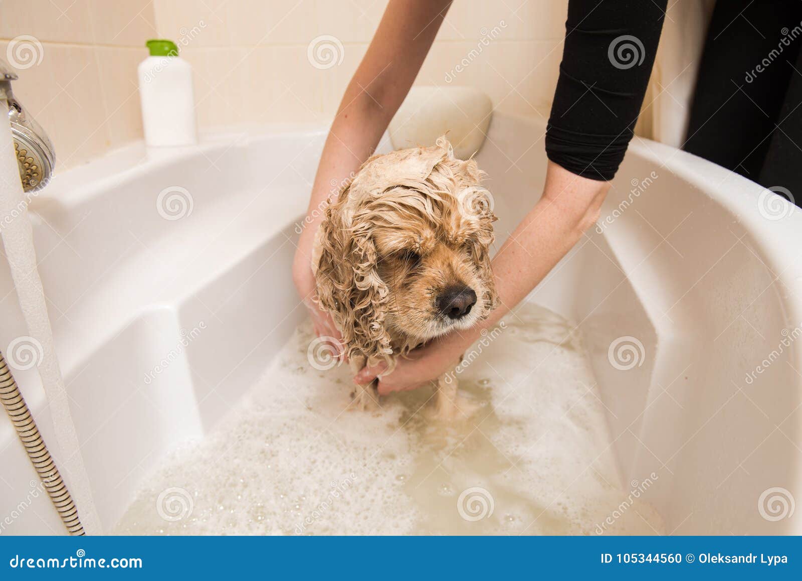 Happy Dog Paw Foam Stock Photos - Free & Royalty-Free Stock Photos from ...