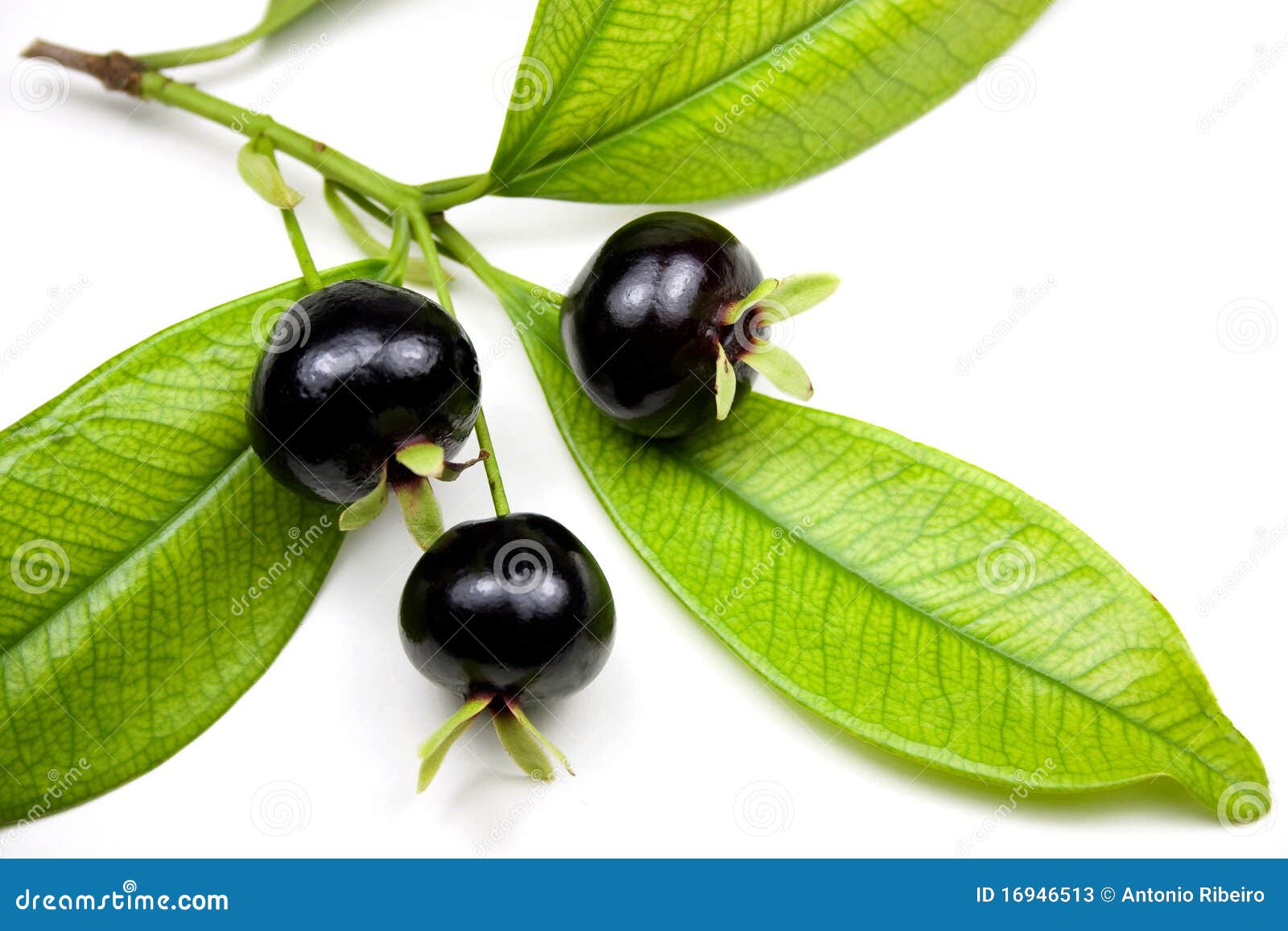 Grumichama stock image. Image of subtropical, native - 16946513