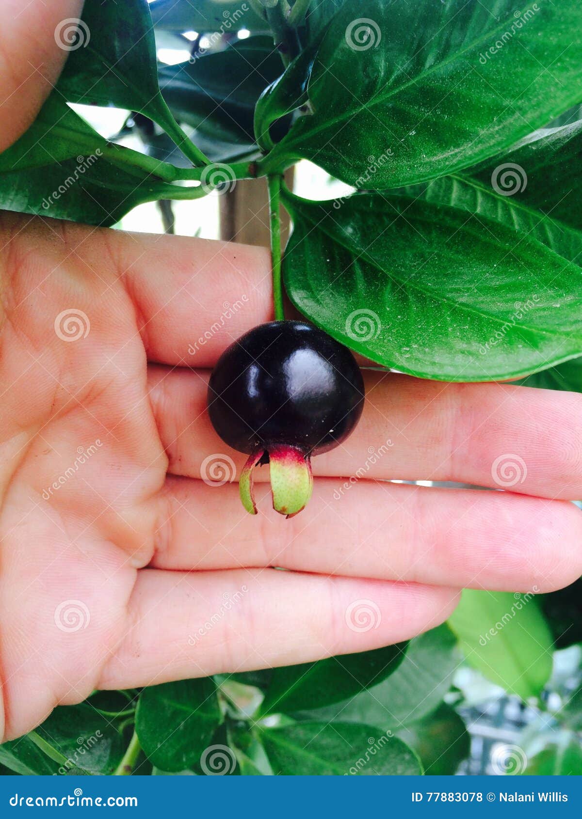 Grumichama Cherry Tree Fruit Stock Photo - Image of tree, brazil: 77883078