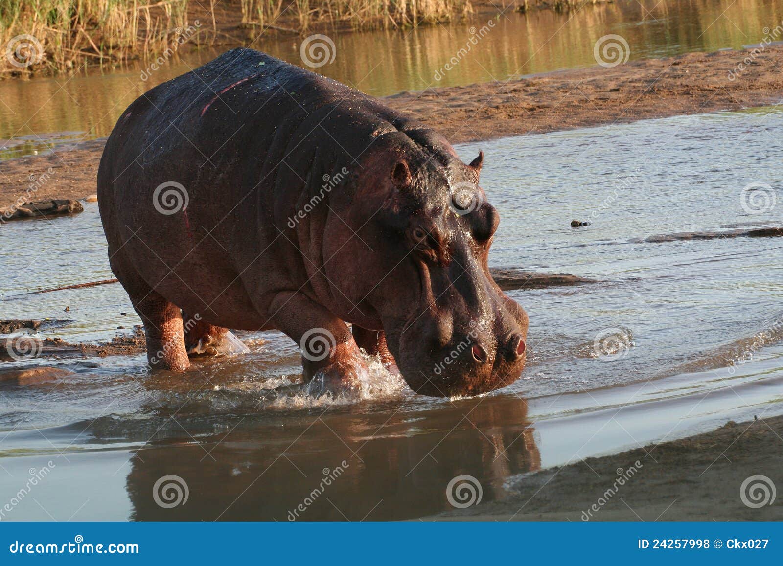 Grumpy stock photo. Image of heavyweight, scarred, wildlife - 24257998