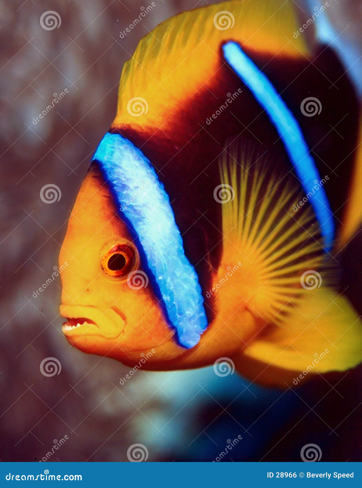 Grumpy stock photo. Image of clownfish, underwater, fish - 28966