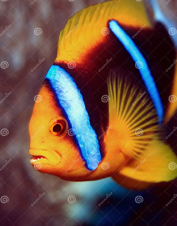 Grumpy stock photo. Image of clownfish, underwater, fish - 28966