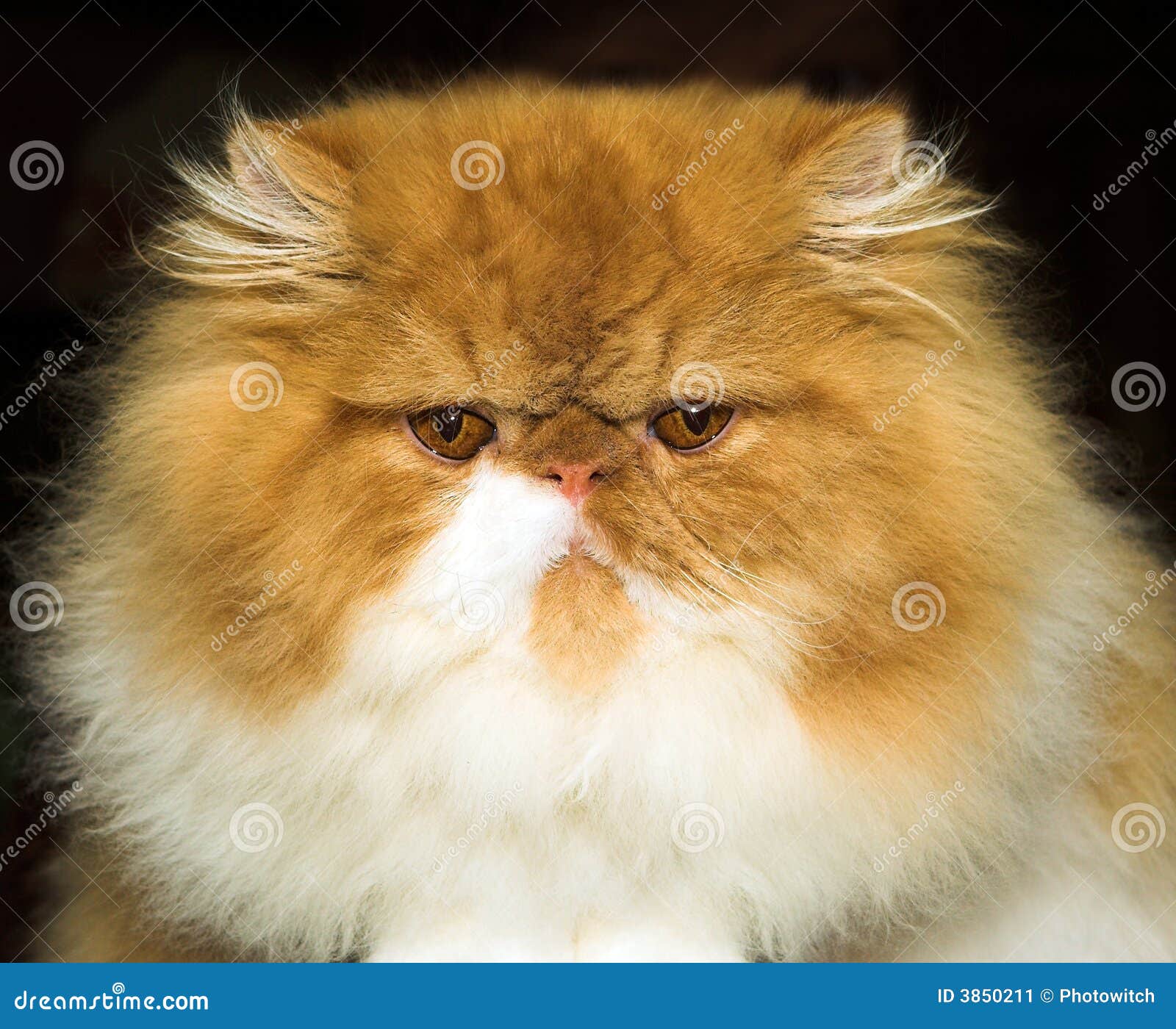 Grumpy stock image. Image of beautiful, claws, tabby, whiskers - 3850211