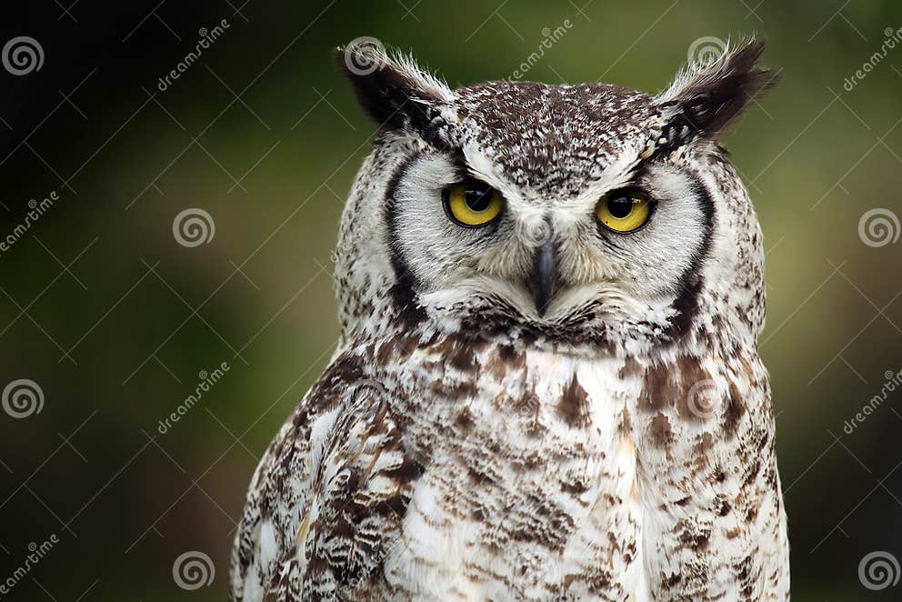 Grumpy stock photo. Image of avian, curved, plumage, background - 9937260