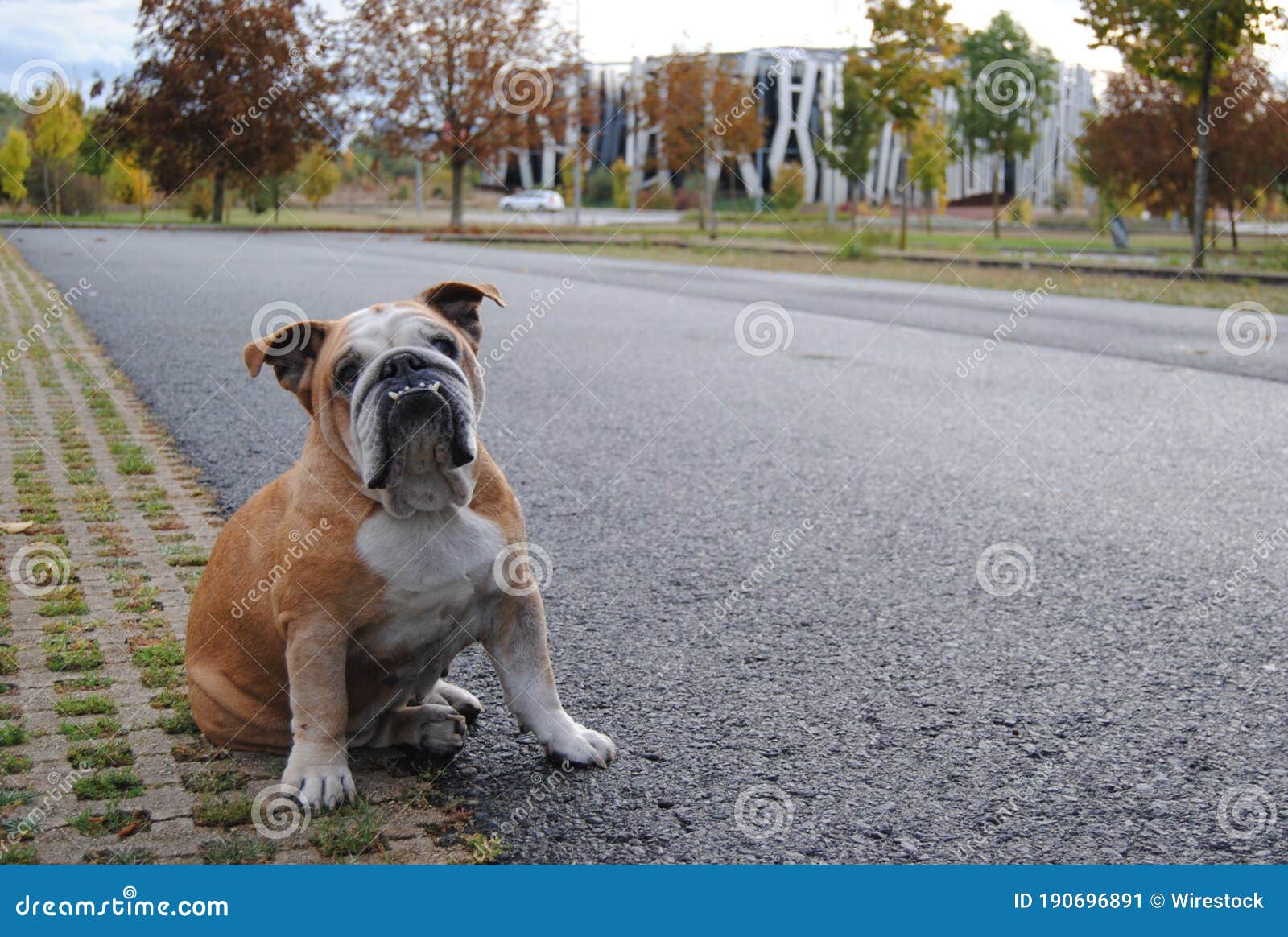 Grumpy Australian Bulldog Sitting on the Ground in the Evening Stock ...