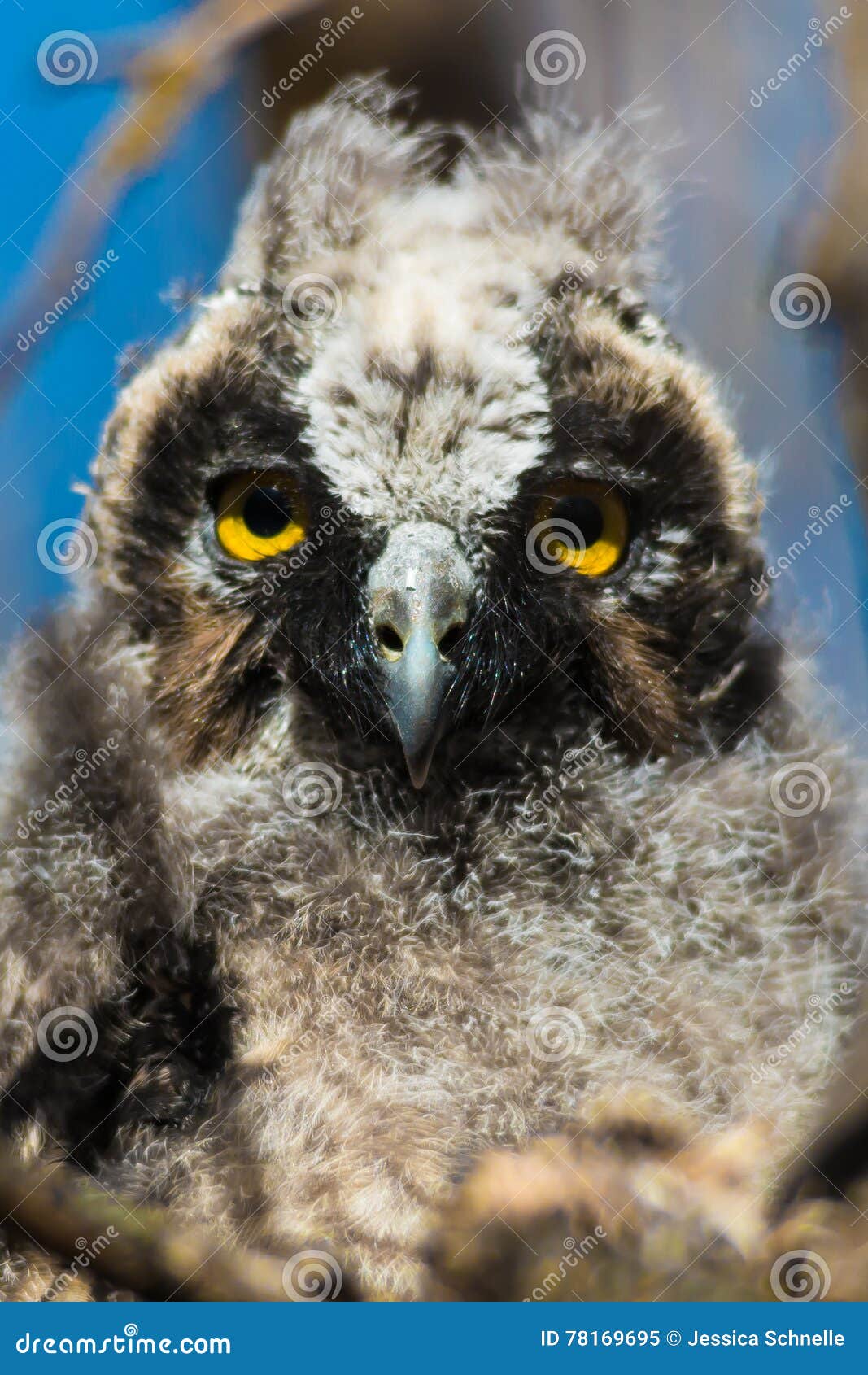 Grumpy Baby Owl in Tree stock image. Image of fledgling - 78169695