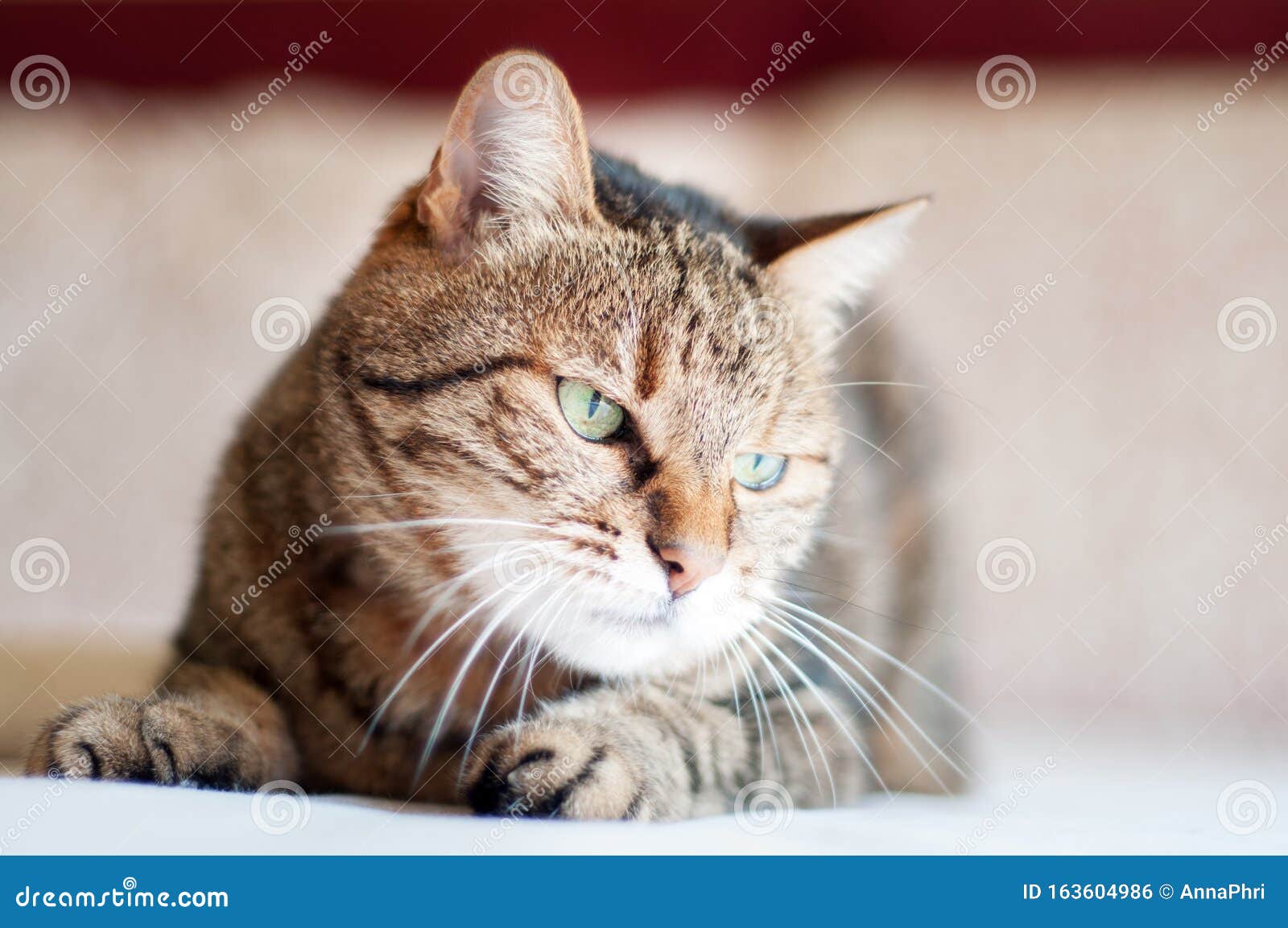 Grumpy, Beautiful, Tabby Female Cat with Green Eyes Stock Photo - Image ...